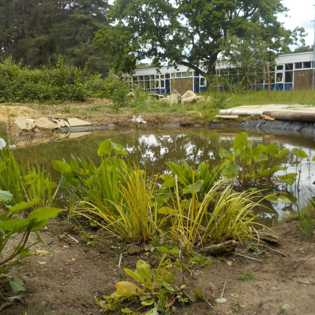 St. Michael's C.E. Middle School - School Wildlife Pond